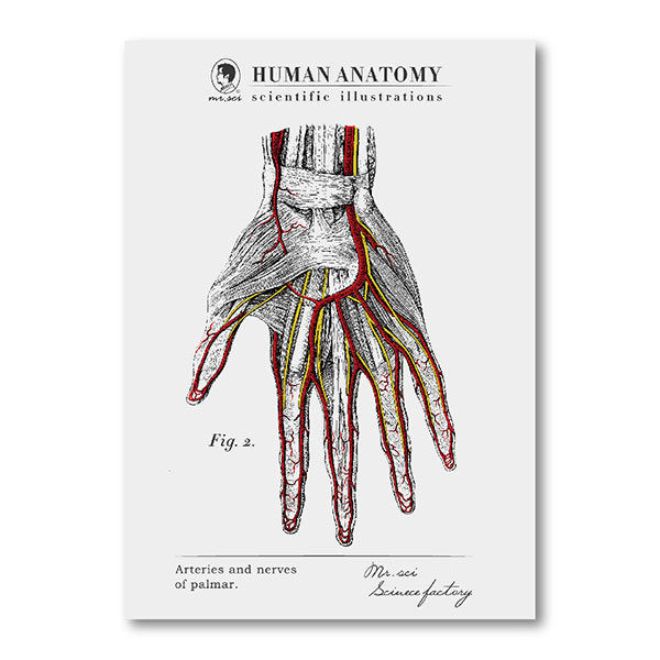 Science Postcard – Anatomy Image(2 version) | Mr.sci science factory