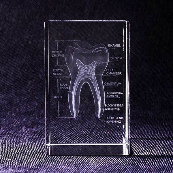 Human Parts Crystal Paperweight (3 Patterns) | Mr.sci science factory